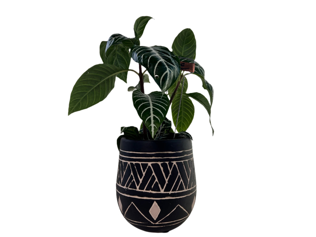 Meet Zoey! – Holt x Palm